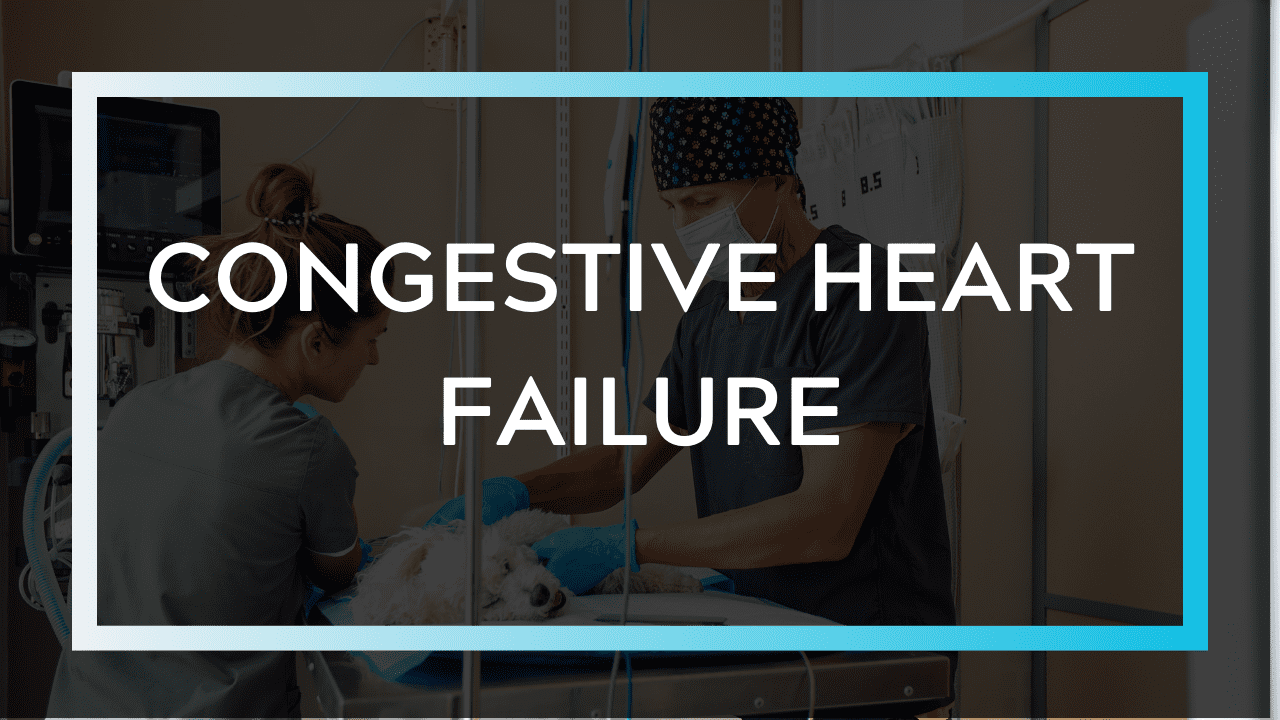 Veterinary NAVLE Resources | Global Talent Partners